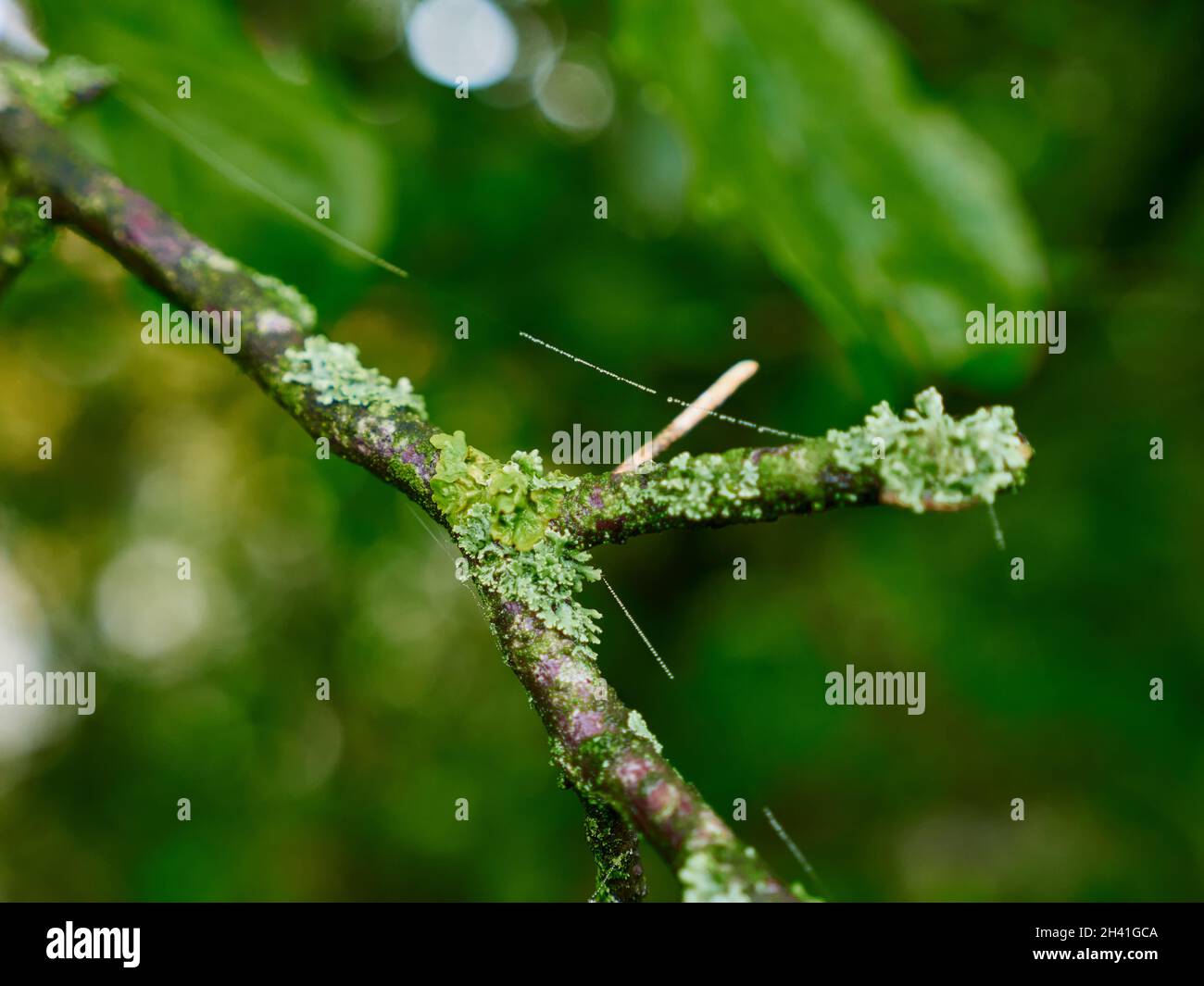 Close up macro moss garden hi-res stock photography and images - Alamy