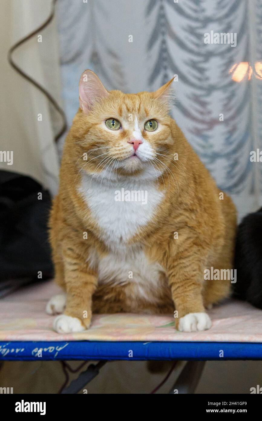 Full-length portrait of a large and fat domestic cat looking away Stock ...