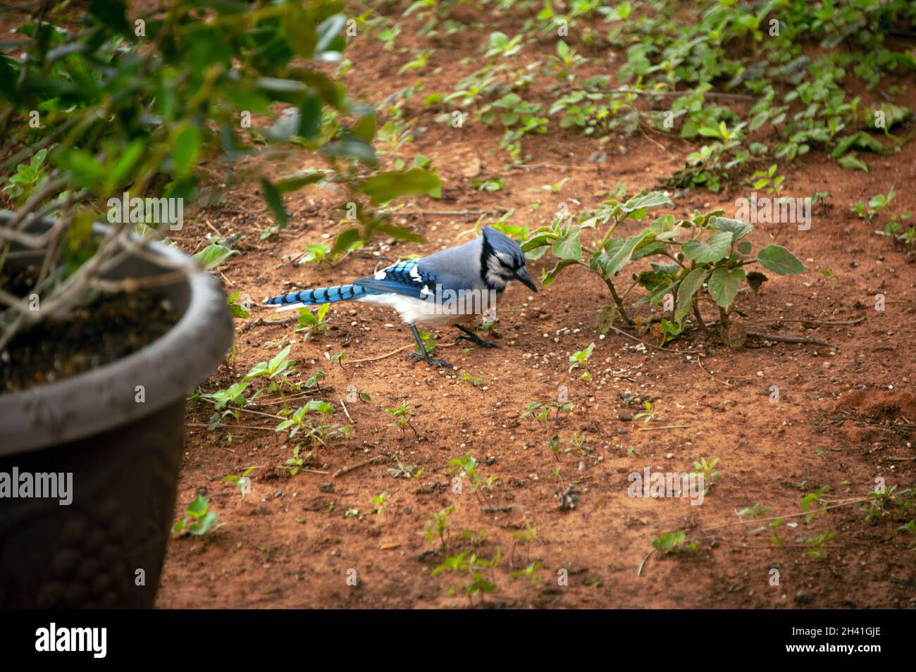 Hopper feeders hi-res stock photography and images - Alamy
