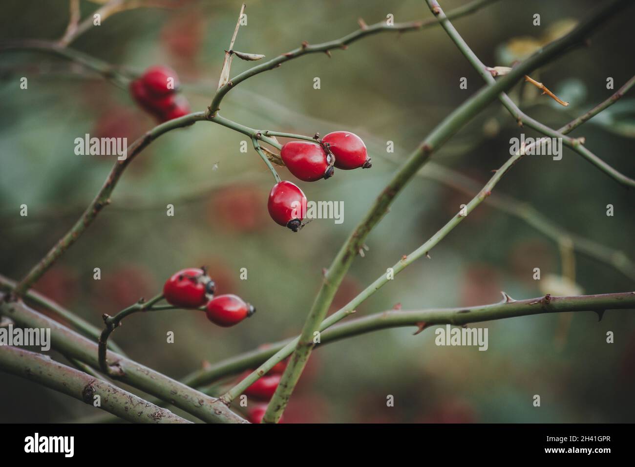 rose hip berries on bush Stock Photo - Alamy