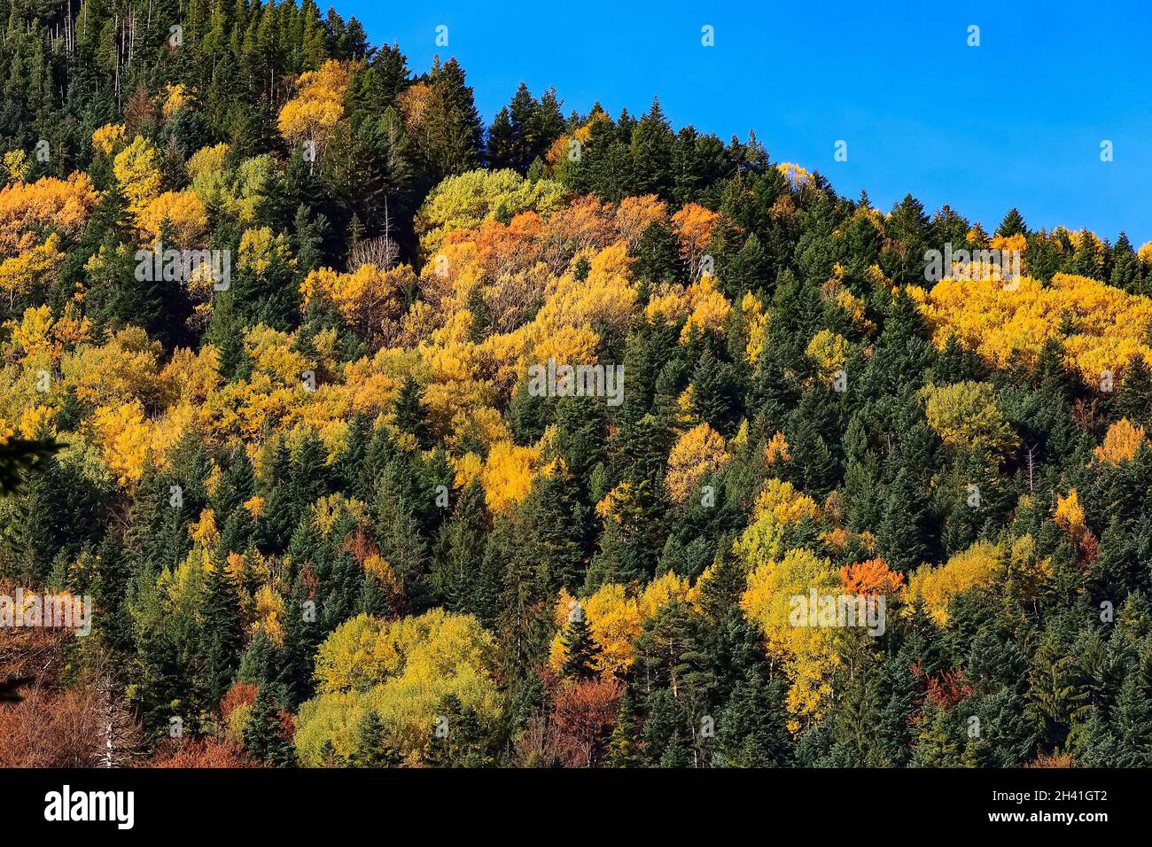 Mountain forest in autumn color trees texture background Stock Photo ...