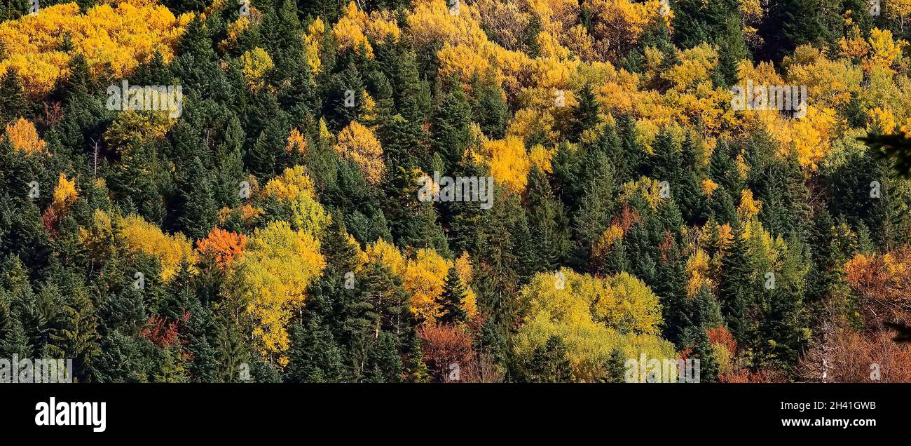 Mountain forest in autumn color trees texture background Stock Photo ...