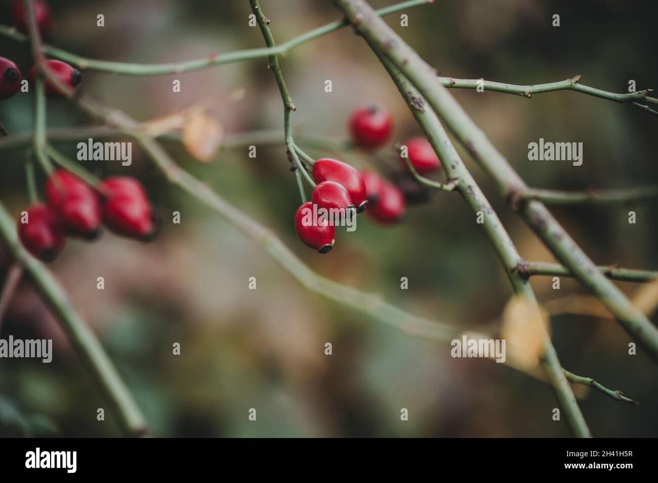 rose hip berries on bush Stock Photo - Alamy