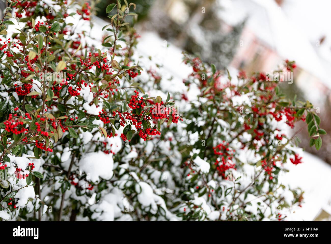 Snowy shrub with red berries hi-res stock photography and images - Alamy