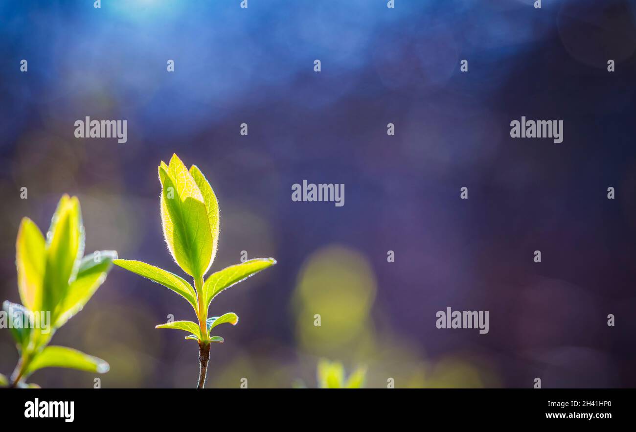 Fresh green spring leaves on the branch in sun rays. Early spring ...
