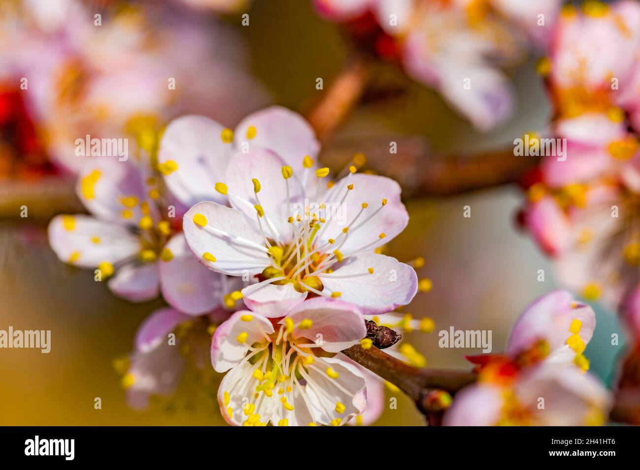 ?pricot plum tree Blossom in spring time, beautiful white flowers, soft ...