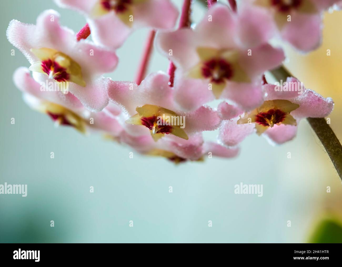 Close up of star shaped white pink flowers of Hoya carnosa or porcelain ...