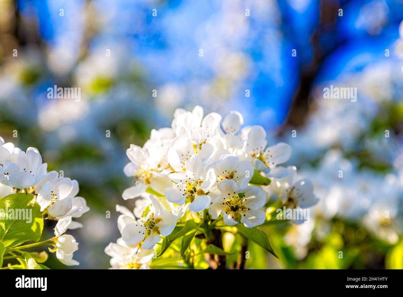 Orchard pear tree white spring flowers closeup on background of blue ...