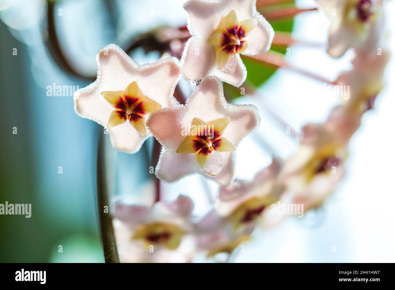 Close up of star shaped white pink flowers of Hoya carnosa or porcelain ...