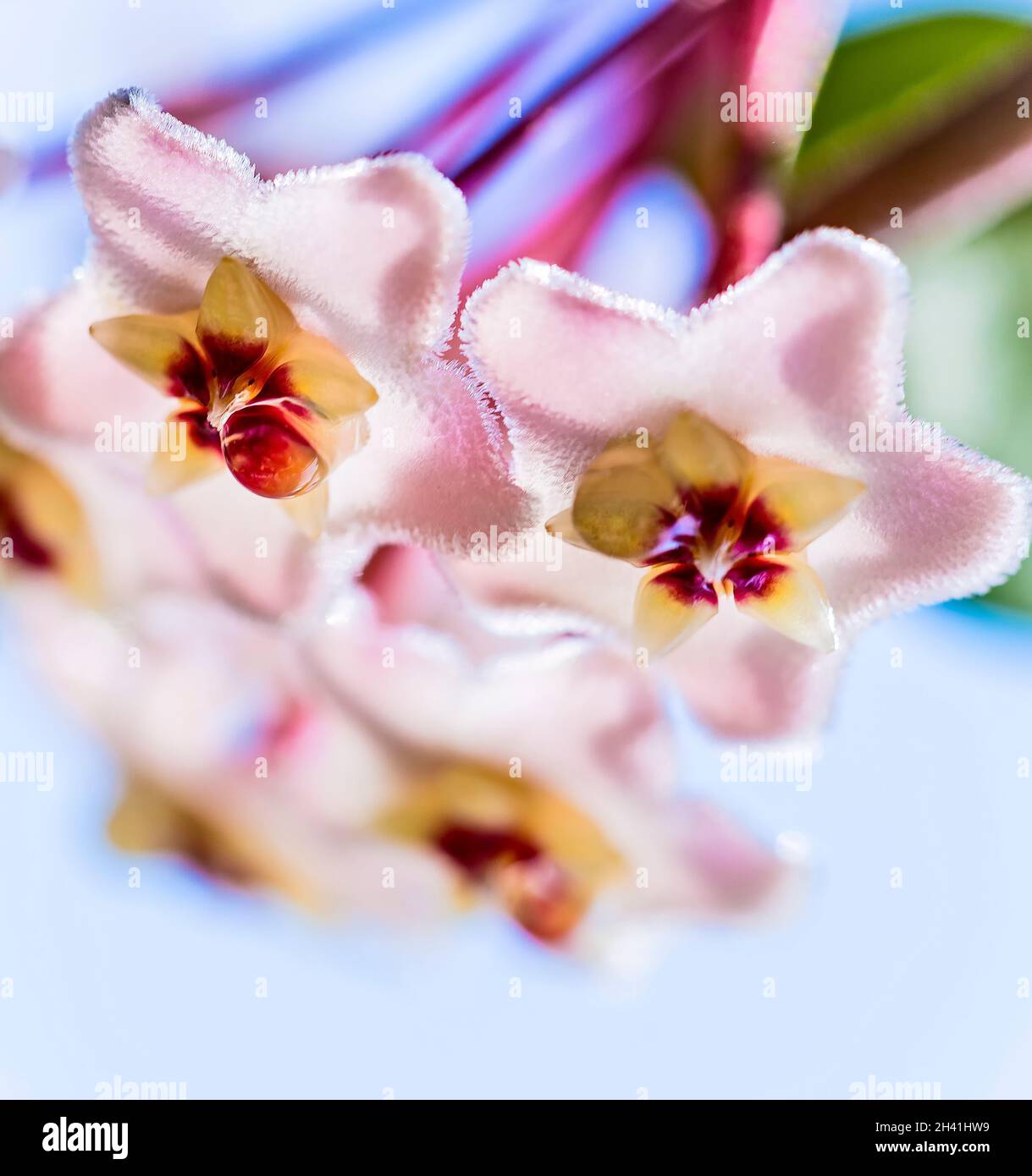 Common hoya hi-res stock photography and images - Alamy