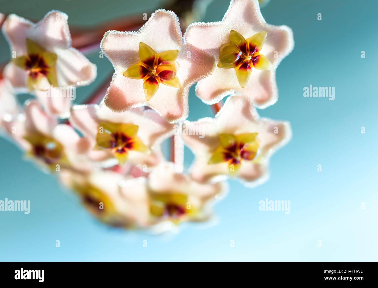 Close up of star shaped white pink flowers of Hoya carnosa or porcelain ...