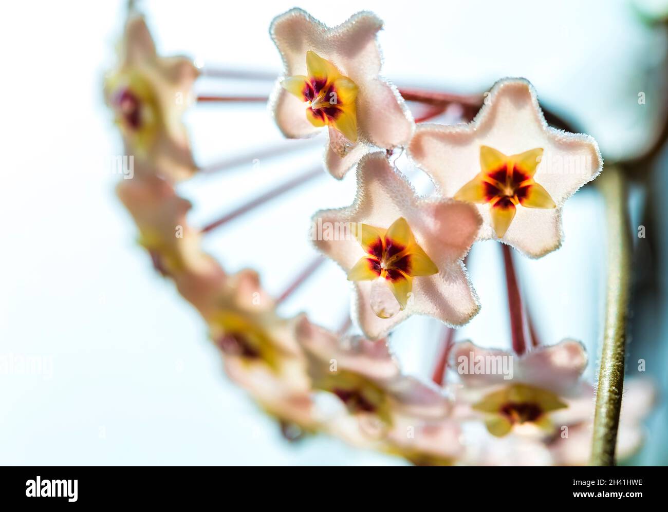 Close up of star shaped white pink flowers of Hoya carnosa or porcelain ...