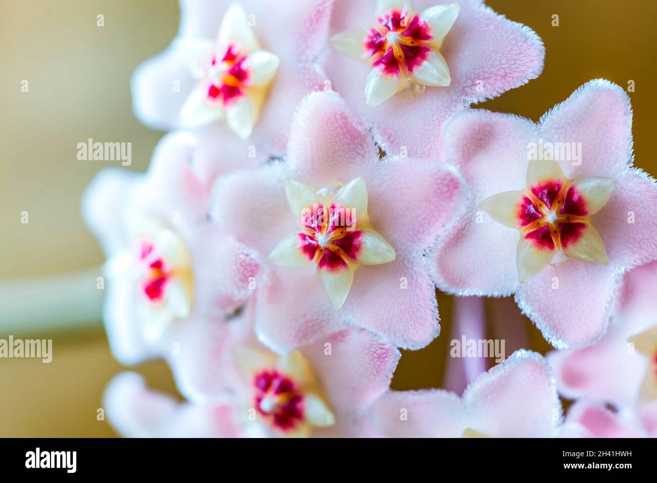 Pink waxy flower hi-res stock photography and images - Alamy