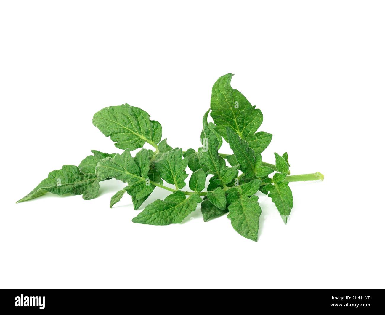 Tomato branch with green leaves isolated on white background Stock ...