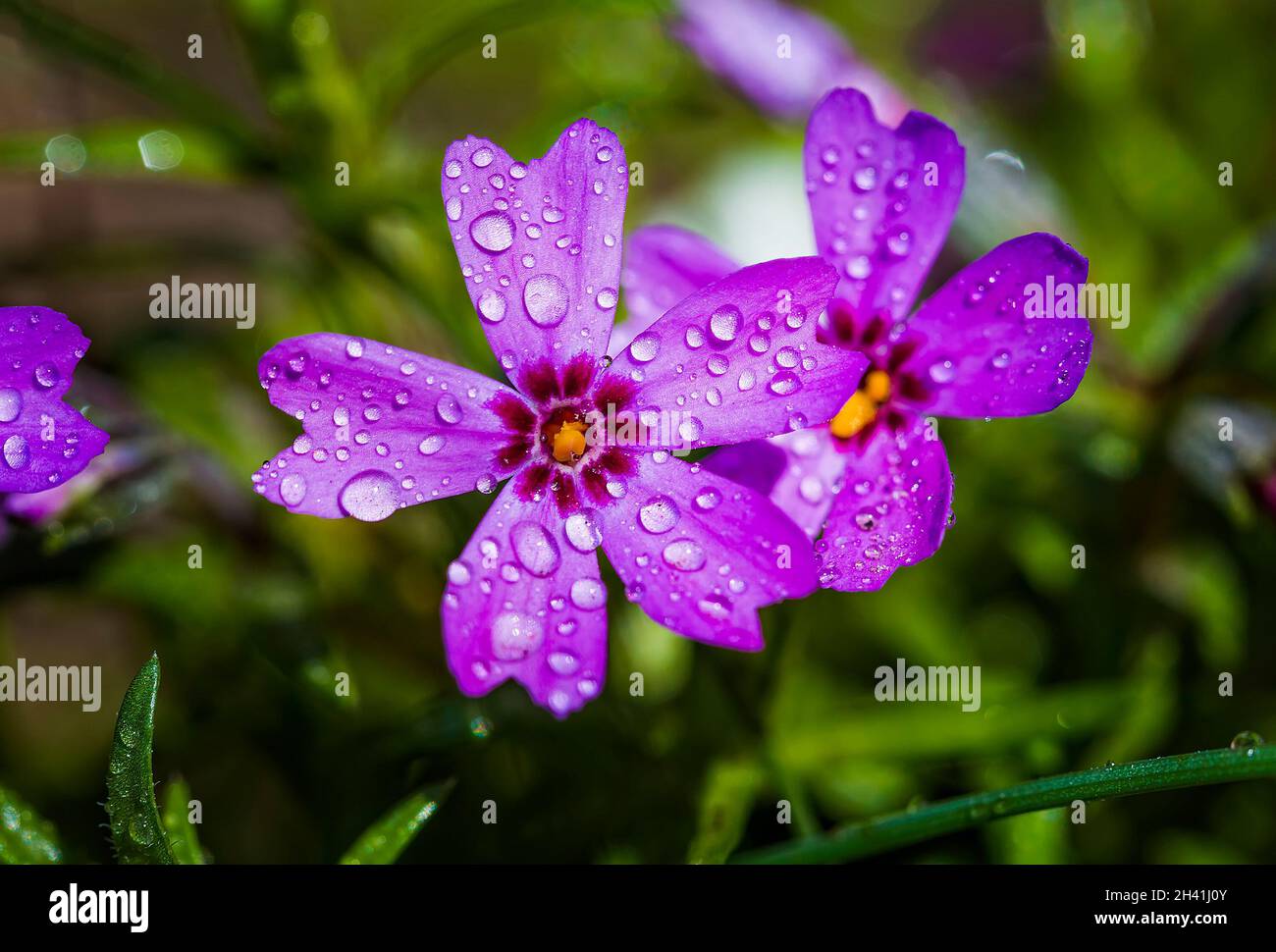 Colorful Raindrops On Flowers