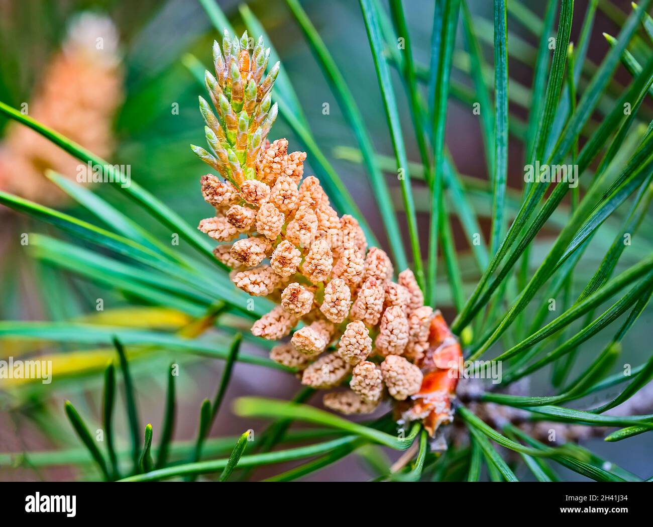 Male cone hi-res stock photography and images - Alamy