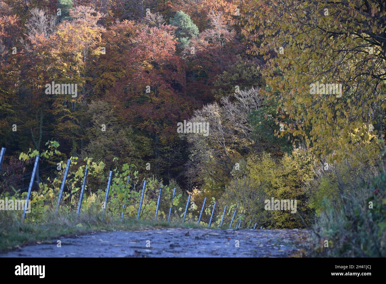 Wet vineyard hi-res stock photography and images - Alamy