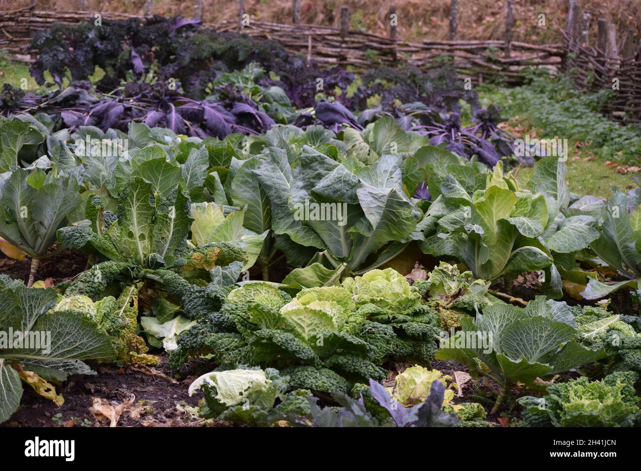 Farm garden with cultivation of Vegetables Stock Photo - Alamy