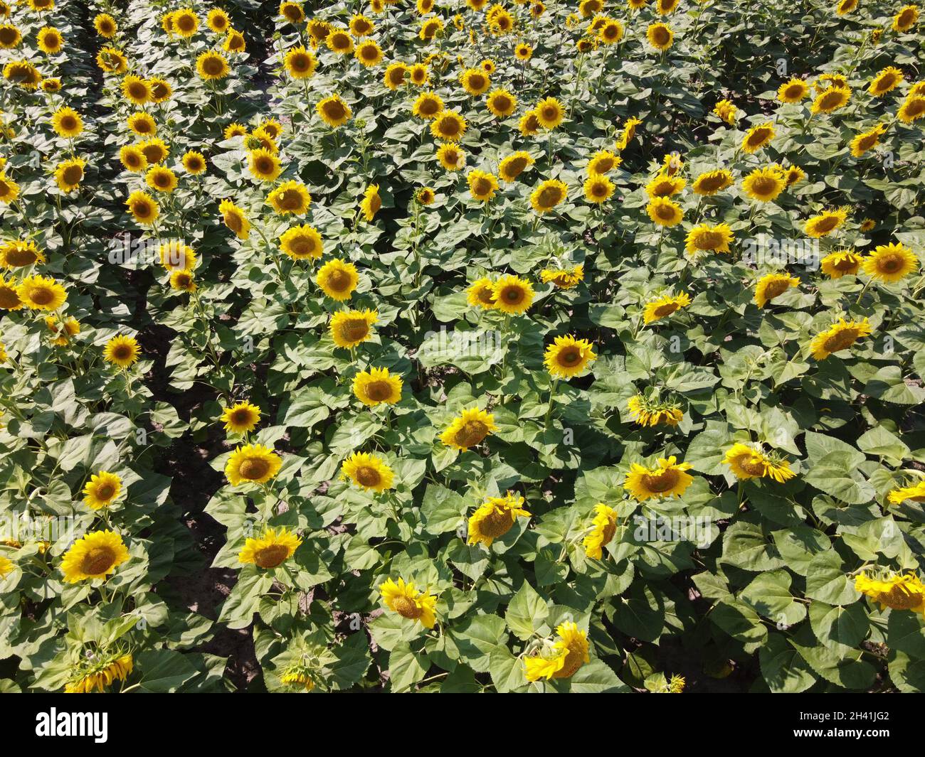 Sunflower flowers in the field, top view Stock Photo - Alamy