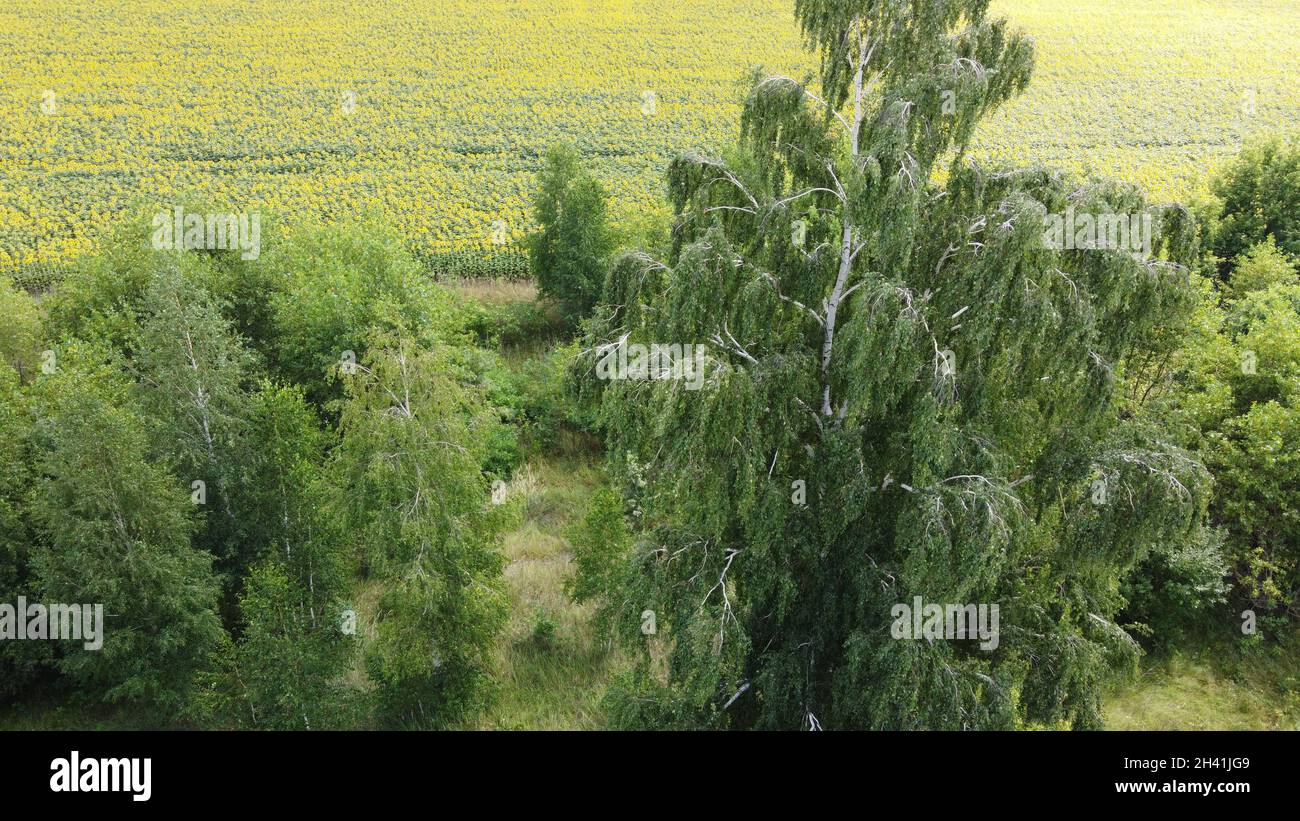 Branches of a tall birch tree, photographed from the air Stock Photo ...