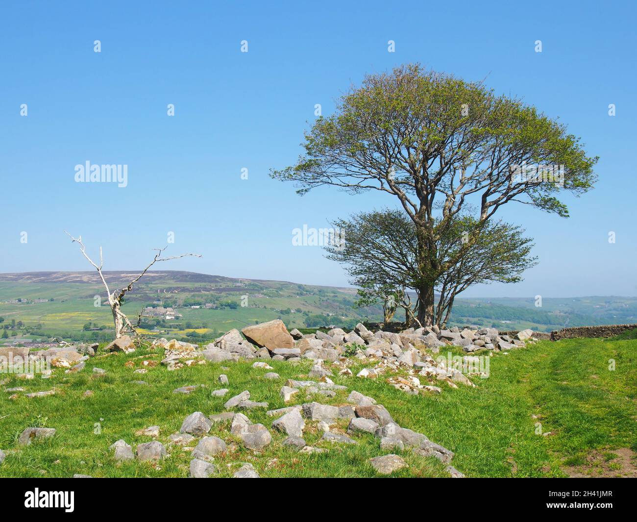 A single tree in a rock covered meadow looking over the calder valley ...
