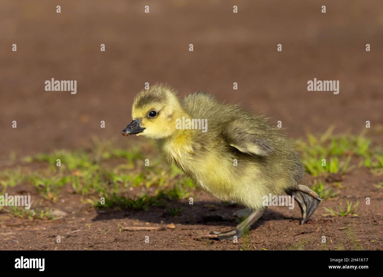 Goslings running hi-res stock photography and images - Alamy