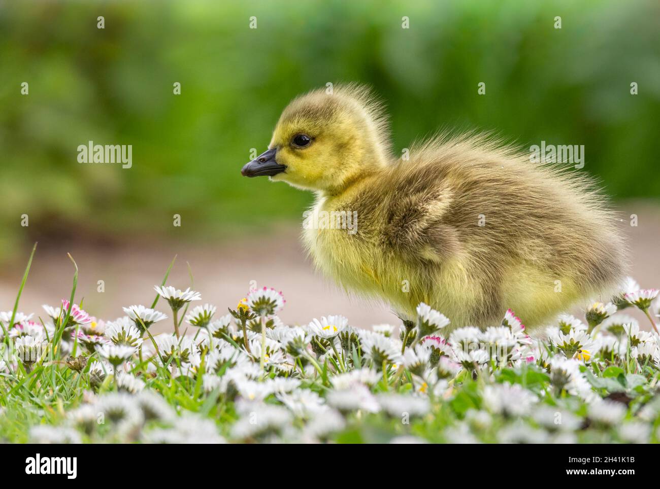 Gosling pictures hi-res stock photography and images - Alamy