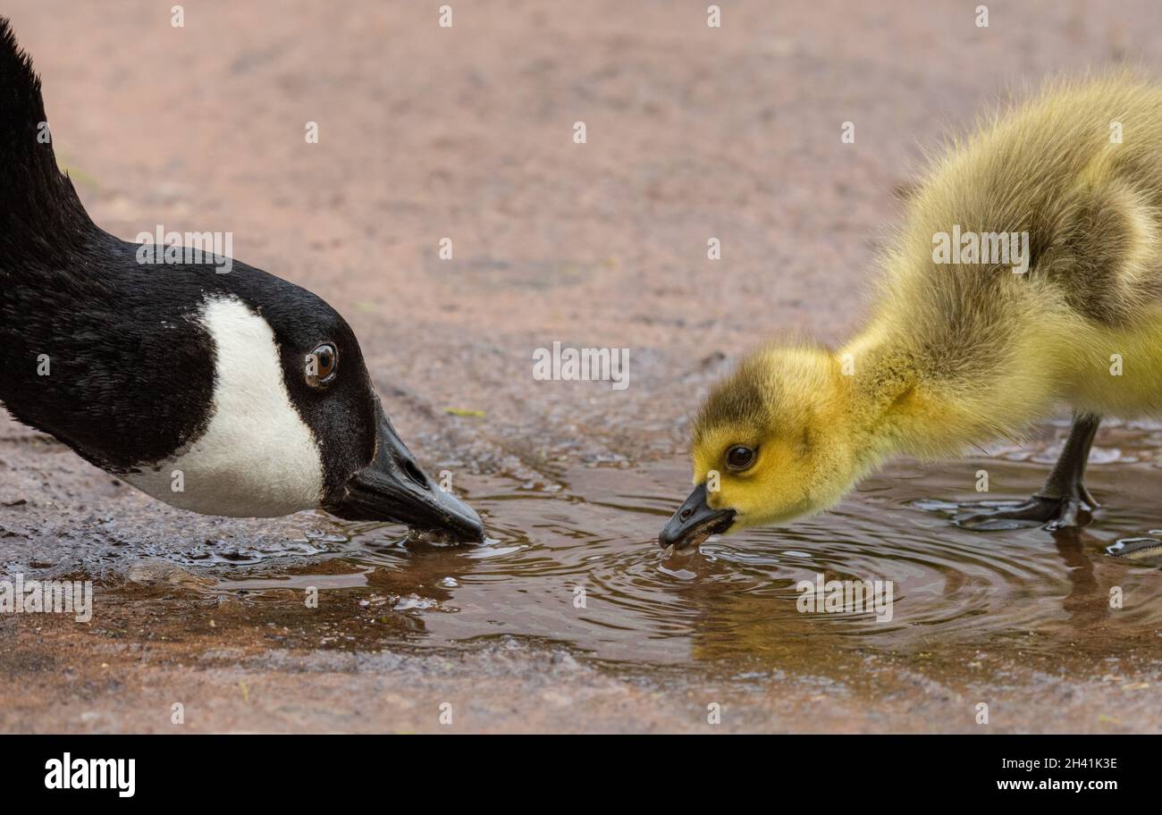Gosling drinking with mom hi-res stock photography and images - Alamy