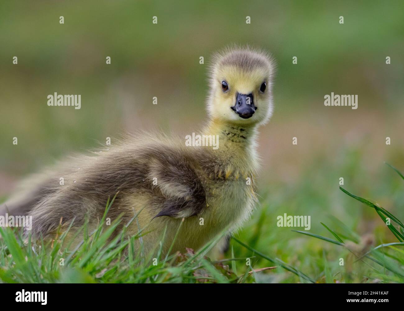 Canadian goose gosling grass hi-res stock photography and images - Alamy