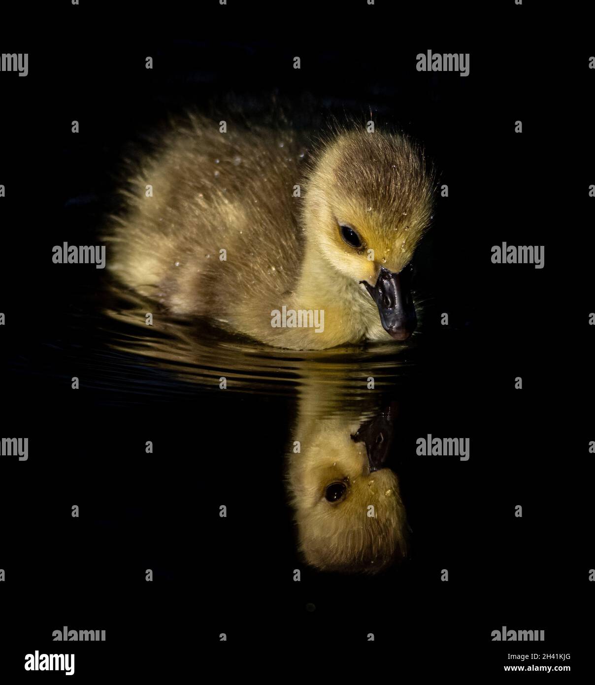 Young goose hi-res stock photography and images - Alamy