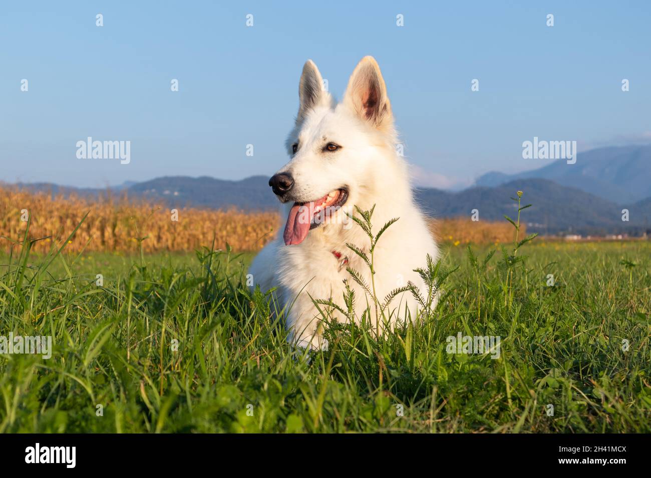 White Swiss Shepherd dog portrait in nature Stock Photo - Alamy
