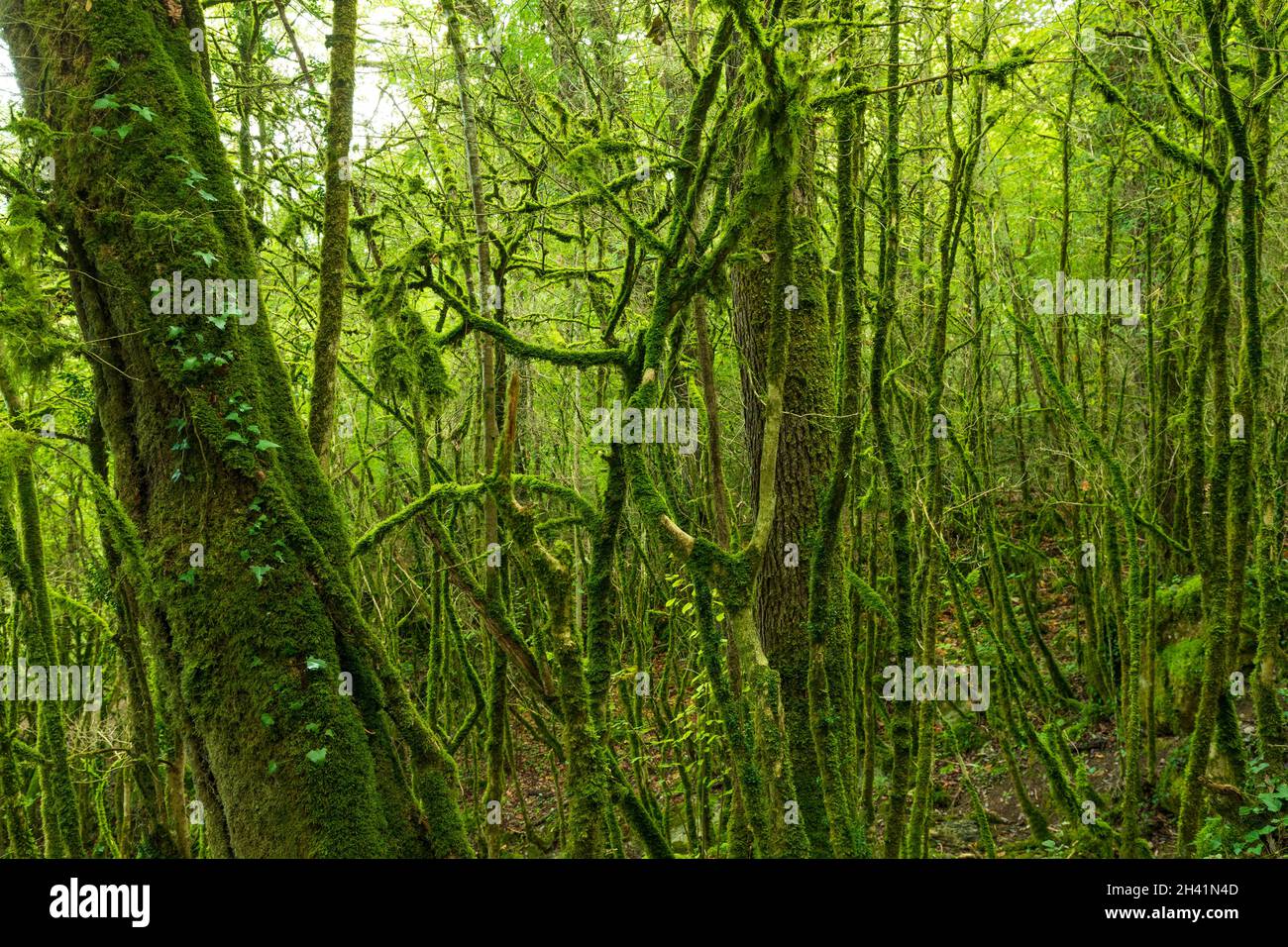 Mossy dense temperate forest of Roquefort les Cascades, Ariège, France ...