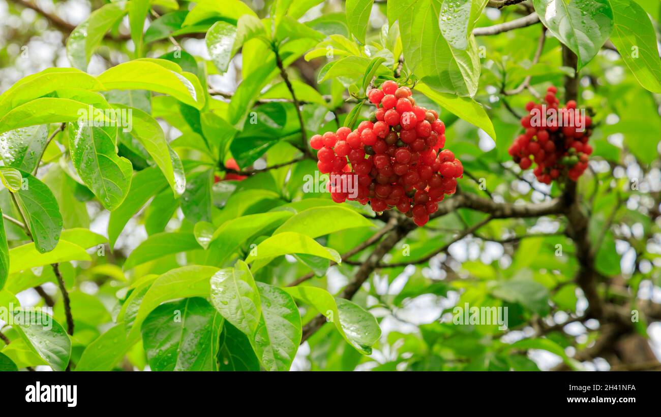 red tropical berries after a summer's rain Stock Photo - Alamy