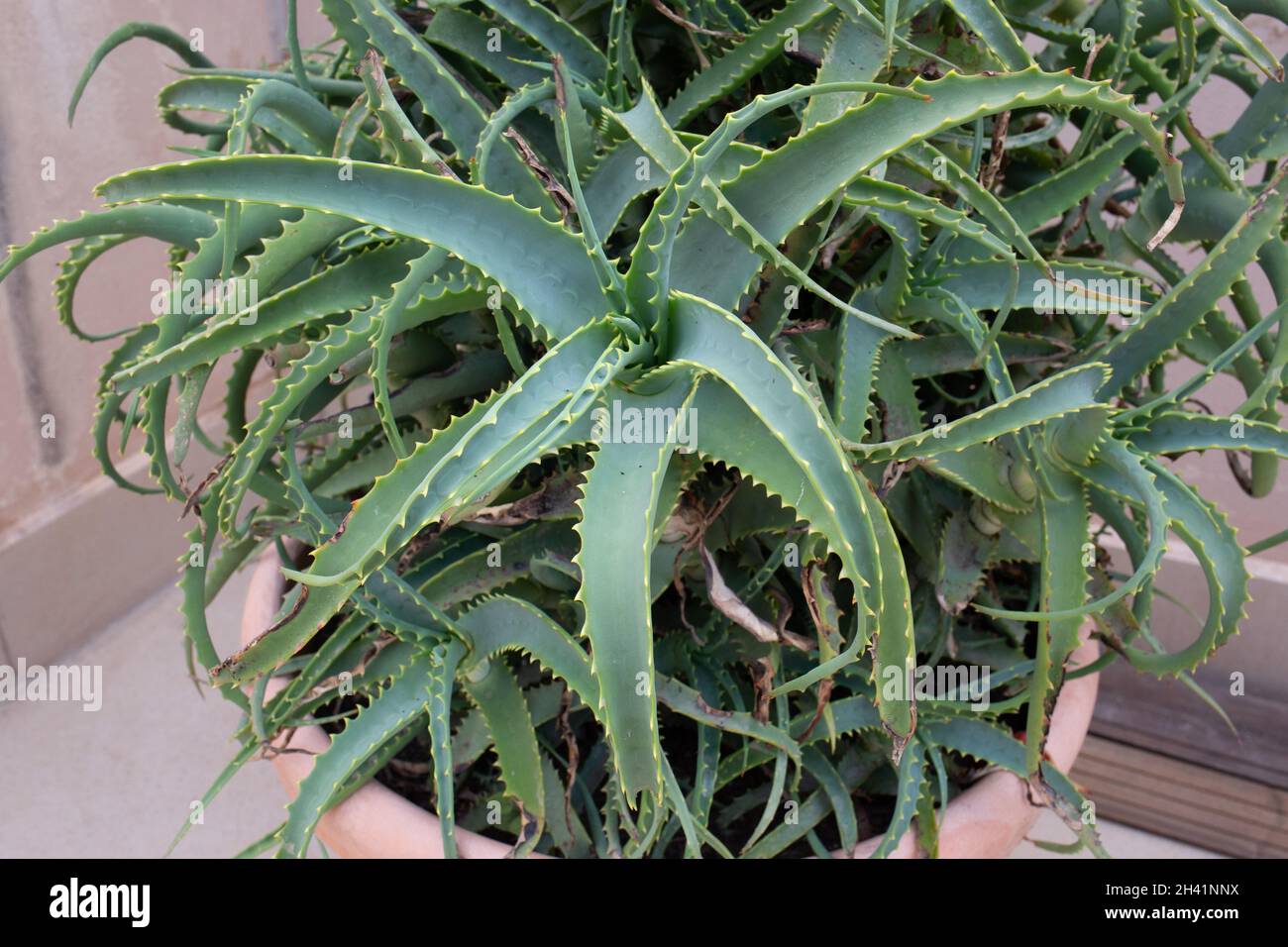 Close up of succulents (succulentus Stock Photo - Alamy
