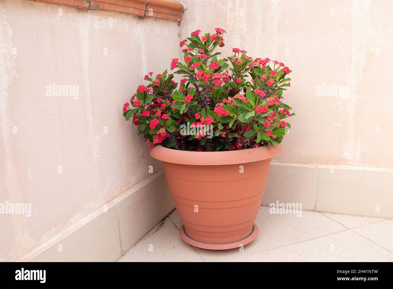 Close up of succulents (succulentus Stock Photo - Alamy