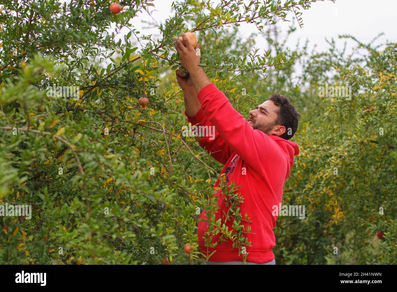 October 31, 2021: Syrian workers in the countryside of Idlib ...