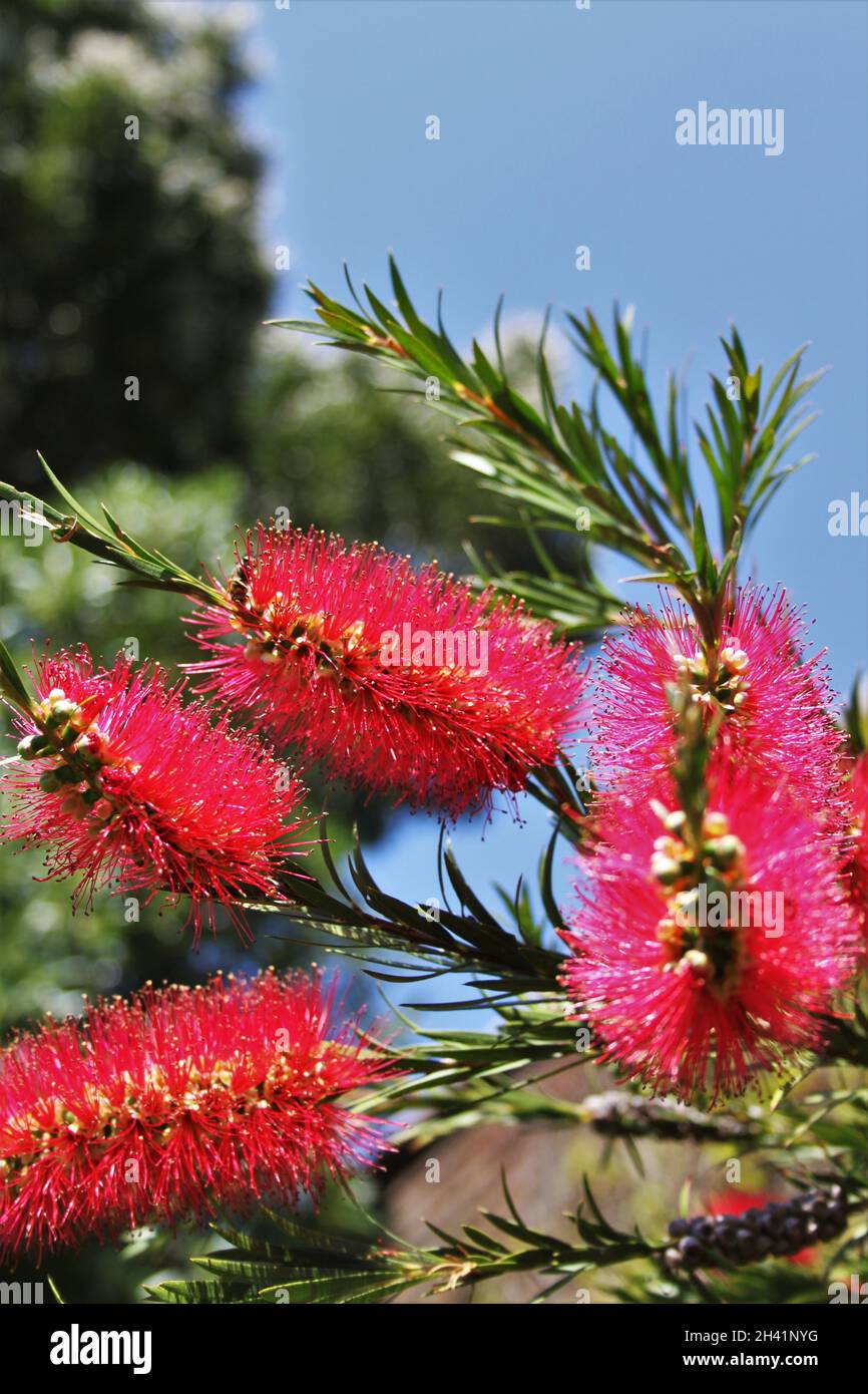 Logan Botanic Gardens - Scotland Stock Photo - Alamy