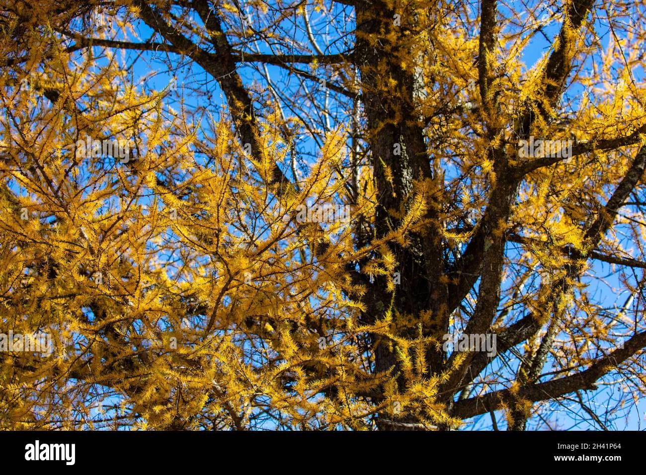 Tamarack (Larch) tree branches in late October, horizontal Stock Photo ...