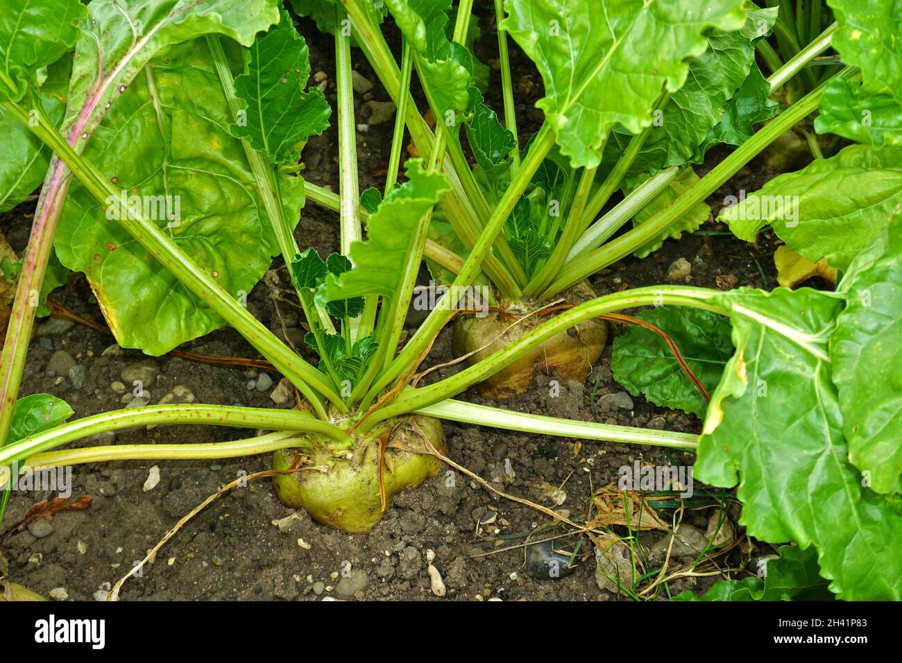 Fodder beet, forage beet Stock Photo - Alamy