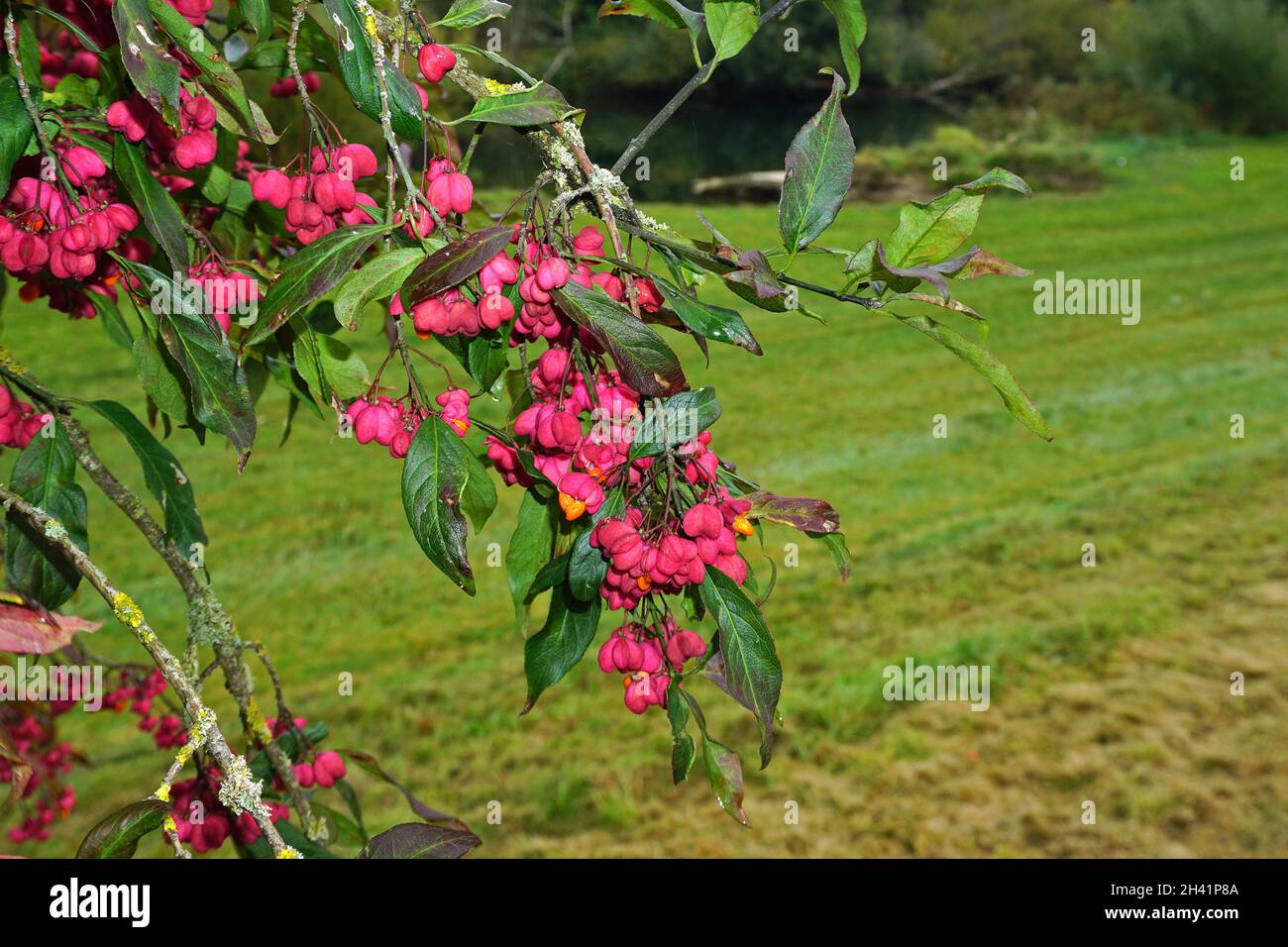 Spindle tree, European spindle, common spindle Stock Photo - Alamy