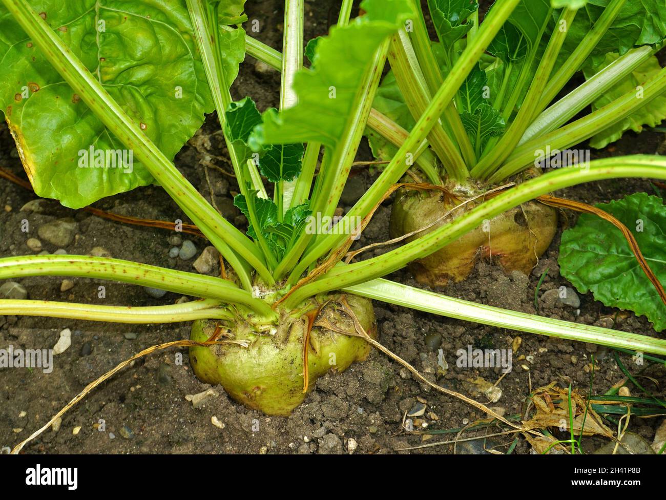 Fodder plants hi-res stock photography and images - Alamy
