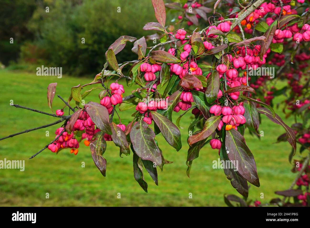 Spindle tree, European spindle, common spindle Stock Photo - Alamy