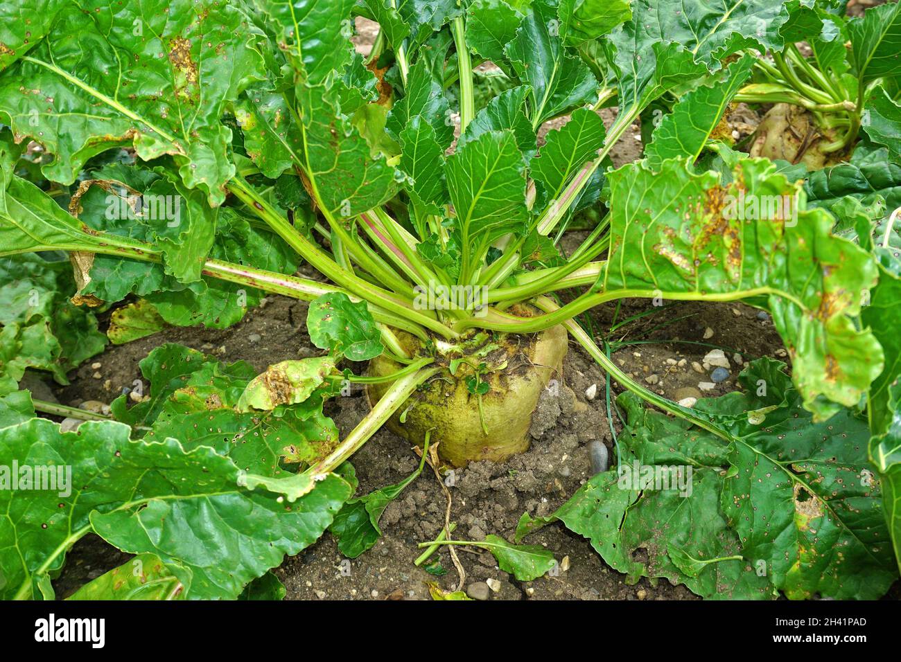 Fodder crops hi-res stock photography and images - Alamy