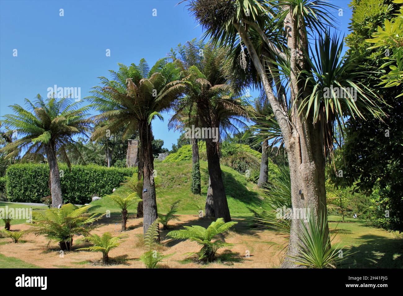 Exotic Palm Trees Stock Photo - Alamy