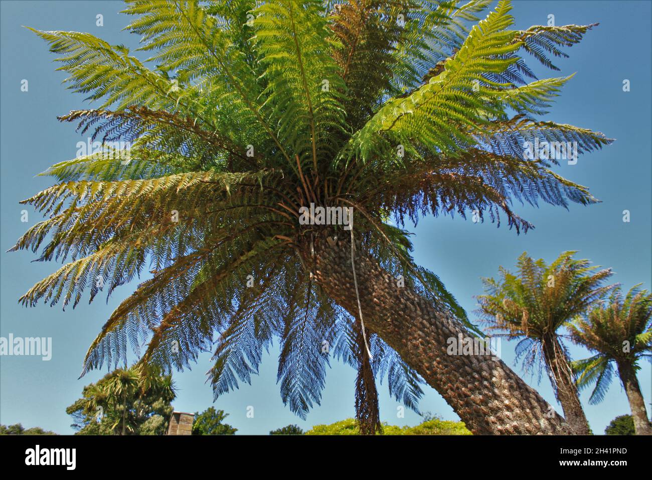 Exotic Palm Trees Stock Photo - Alamy