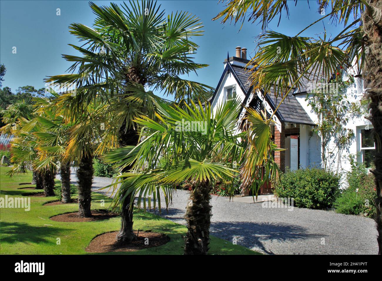 Exotic Palm Trees Stock Photo - Alamy