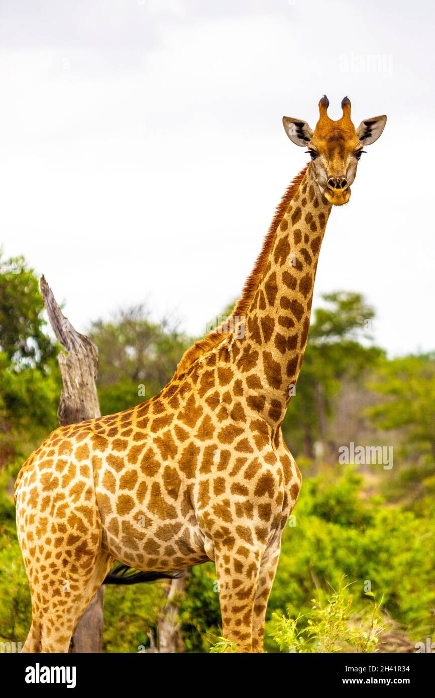 Beautiful tall majestic giraffe in the nature on safari in Kruger ...