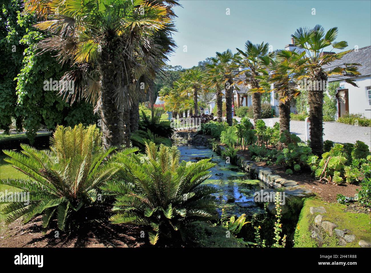 Exotic Palm Trees Stock Photo - Alamy