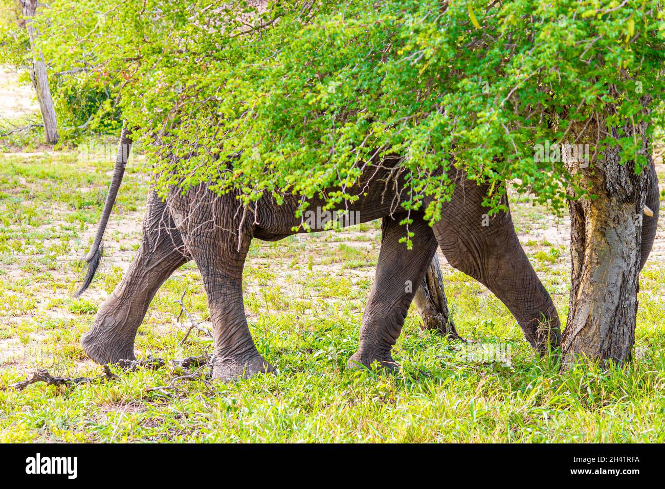 Big FIVE African elephant in the green nature on safari in Kruger ...