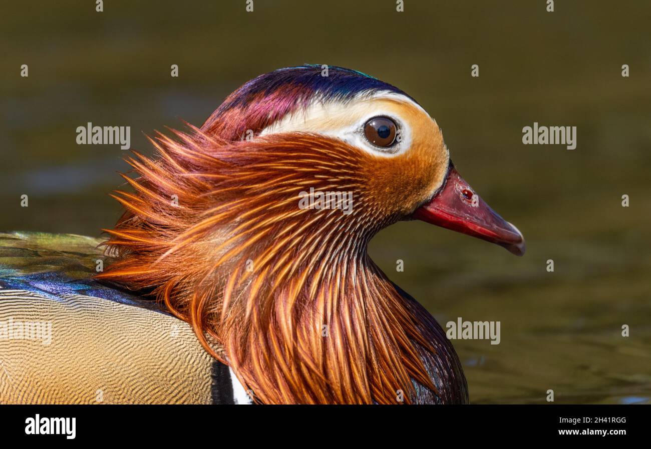 Male Mandarin Duck Stock Photo - Alamy